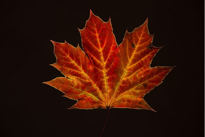 Maple Leaf on Black