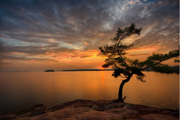 Pine at Sunset