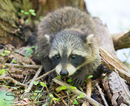 Local Man Risks Life to Save Raccoon Cub - Steven Vandervelde Photography