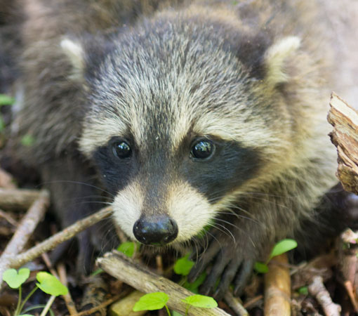 Local Man Risks Life to Save Raccoon Cub - Steven Vandervelde Photography